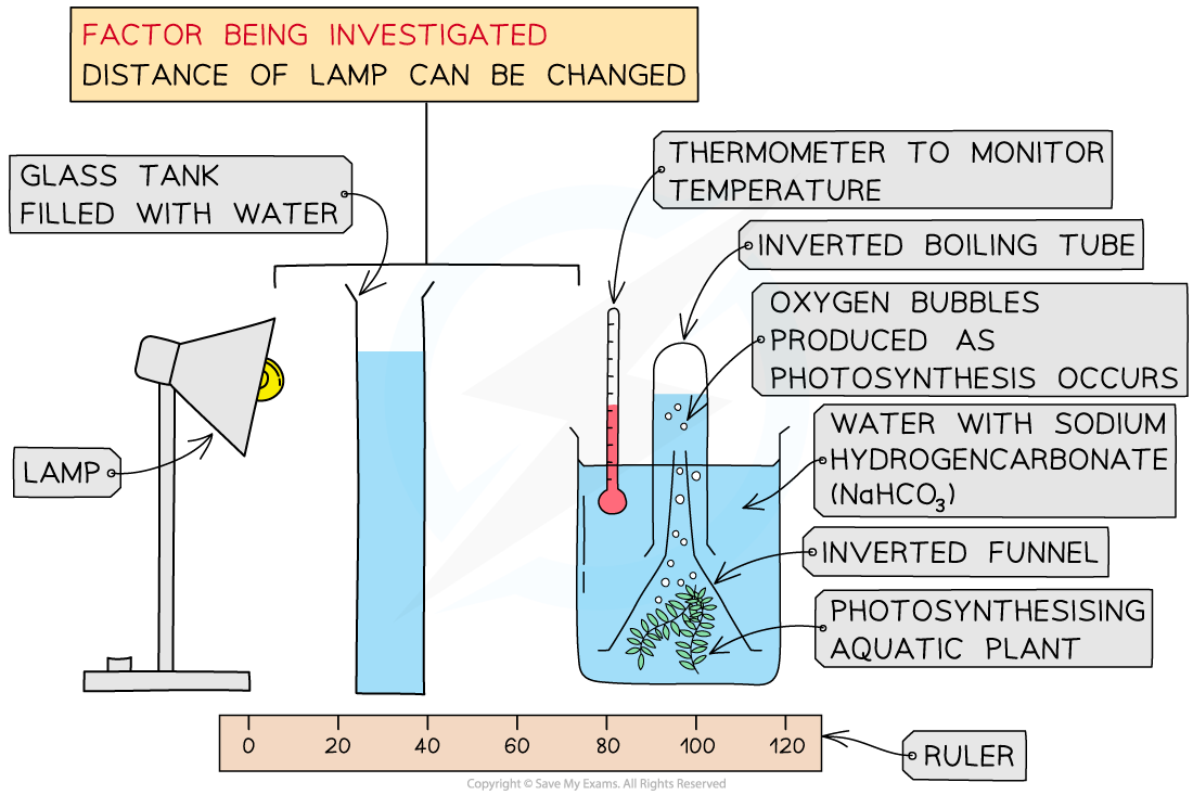 Gcse Biology Limiting Factors