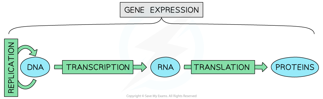 Gene Biology