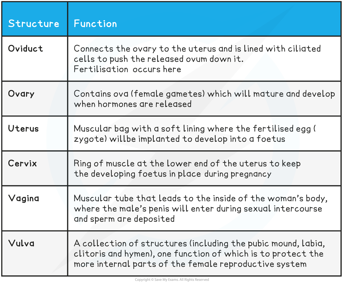 Female Structure And Functions Female Reproductive System (for