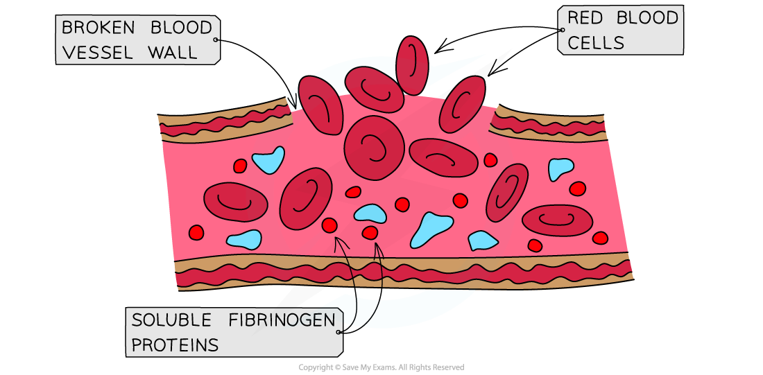 Describe The Blood Clotting Process