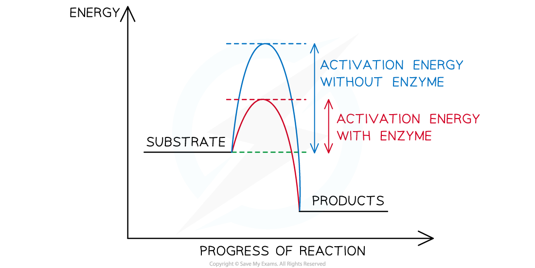 Enzymes Activation Energy