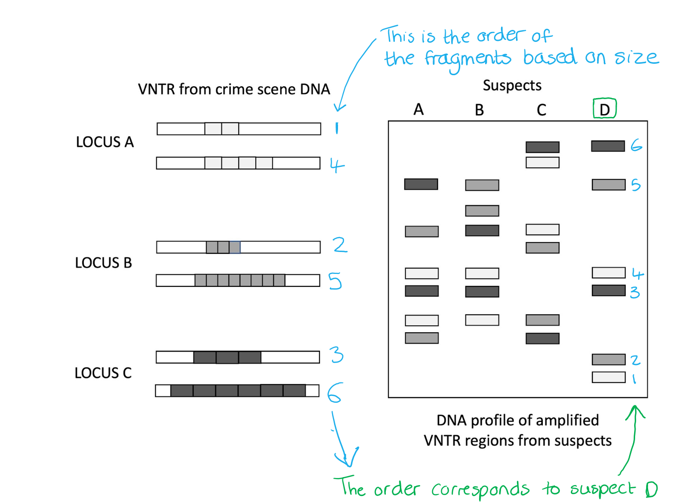 Dna Replication Past Paper Questions