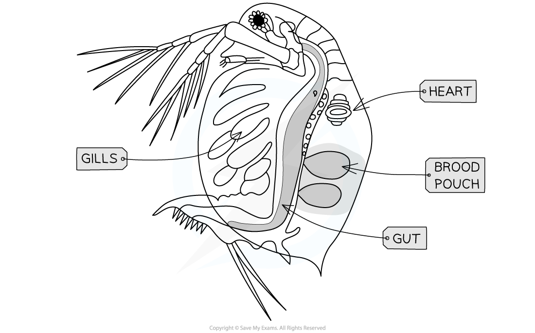 Analyzing Experimental Design Worksheet Daphnia Answers Daphnia Core