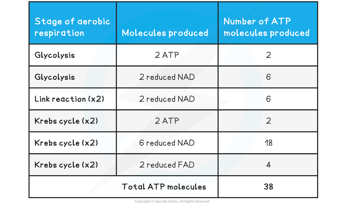 Is Atp Used In The Electron Transport Chain Wasfa Blog