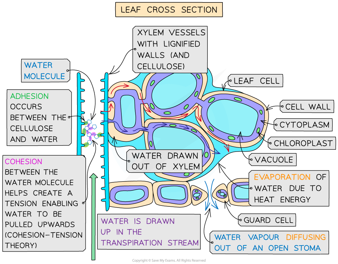 Transpiration Stream Bioninja Factors Affecting Transpiration IGCSE