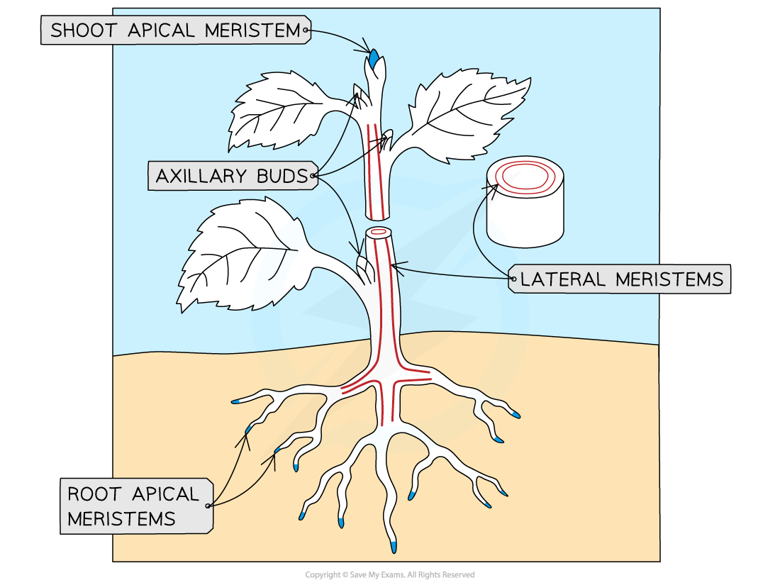 Meristema Apical Vs Meristema Lateral Meristem | Definition, Function,
