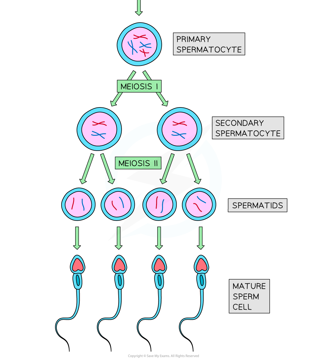 Spermatogenesis Diagram