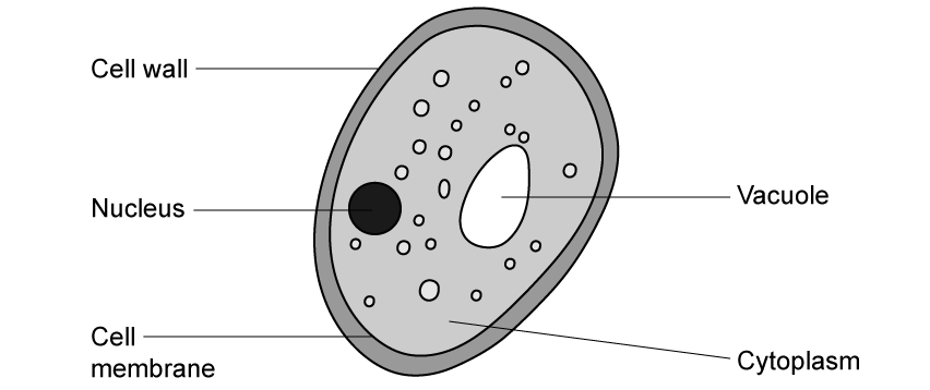 Yeast Cell Diagram Gcse Igcse Biology Edexcel 5.1 5.9