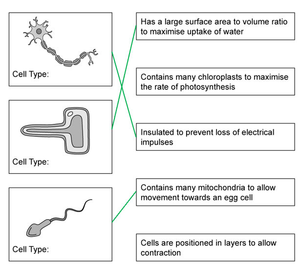 Cells Test Gcse