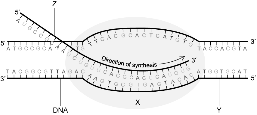 Nucleic Acid Mcq Protein Synthesis Questions And Answers