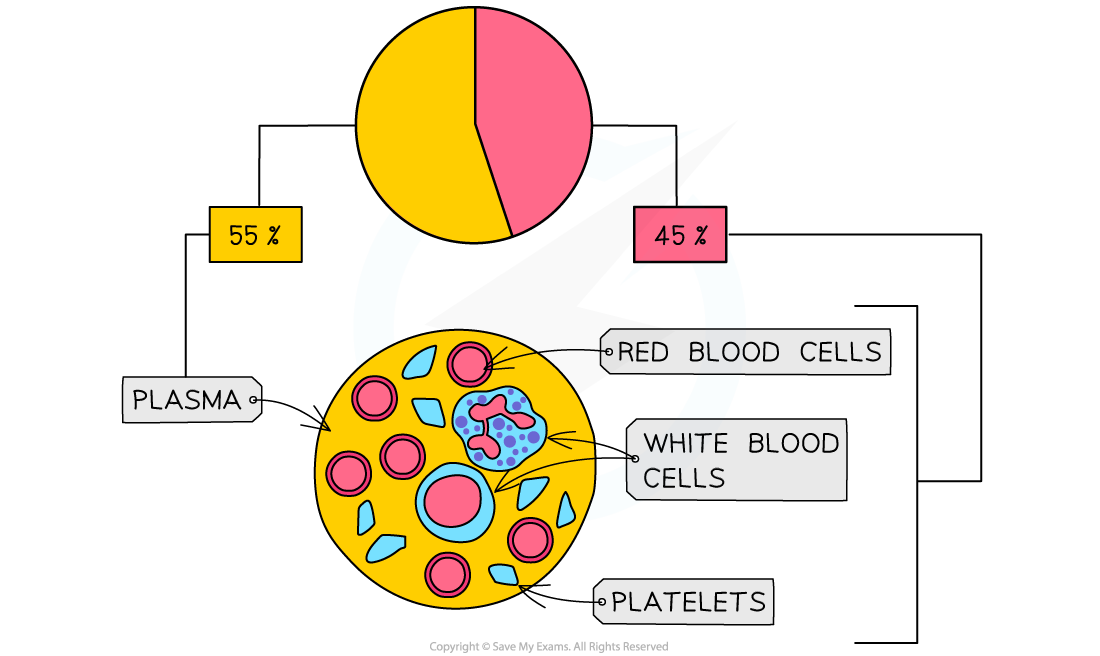 Human Blood Cell Diagram