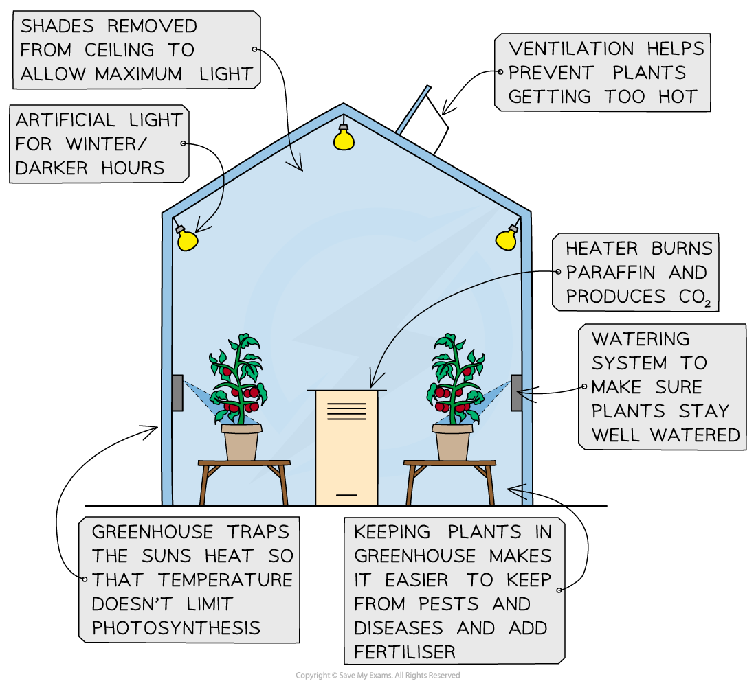 Gcse Biology Limiting Factors Photosynthesis, Limiting Factors & Uses