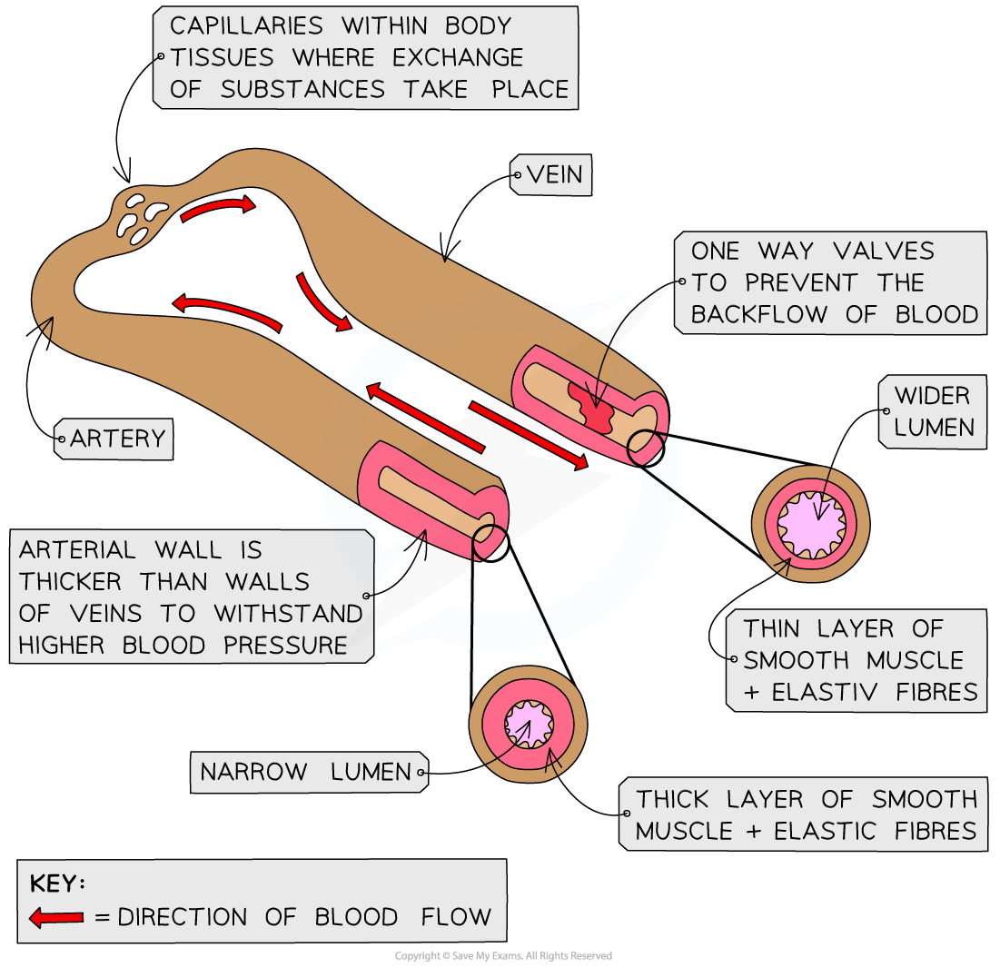 Veins Diagram 2,103 Human Vein Diagram Stock Photos, High Res