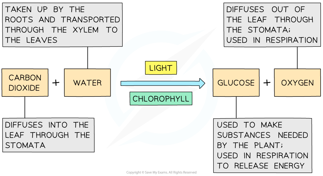 Photosynthesis Gcse Ocr