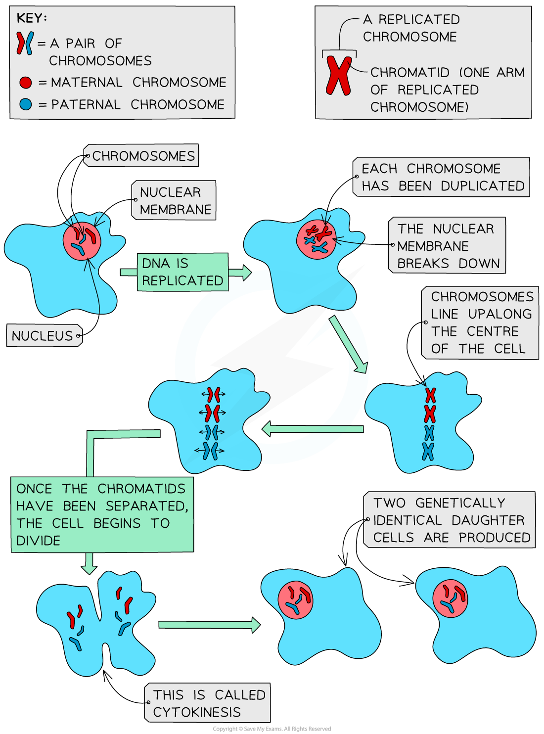 Biology Revision Worksheets Gcse GCSE Biology AQA Revision Notes