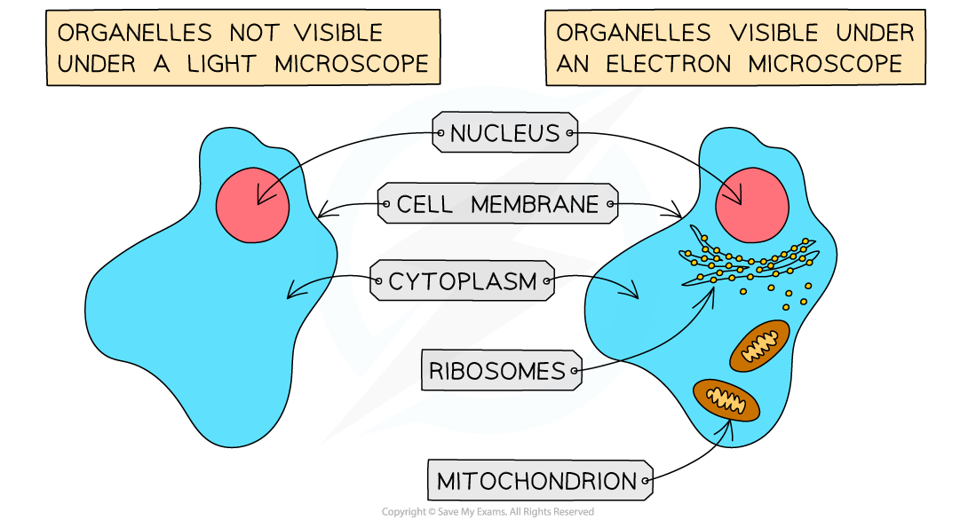 Gcse Ks4 Biology Science Cells Revision Lesson Labelled Cells Display