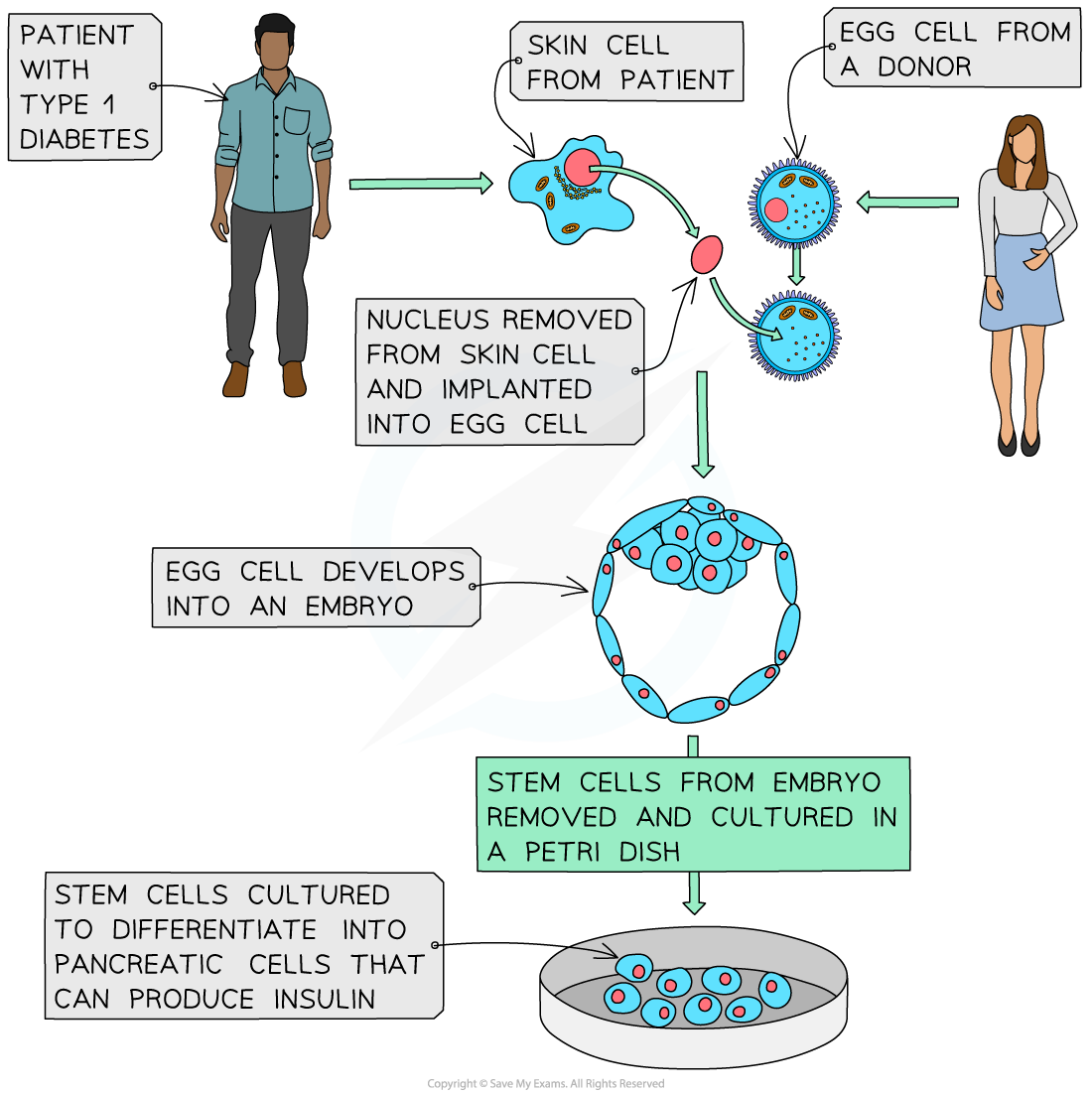 Therapeutic Cloning Benefits Cloning's Long Legacy — And Why It'll