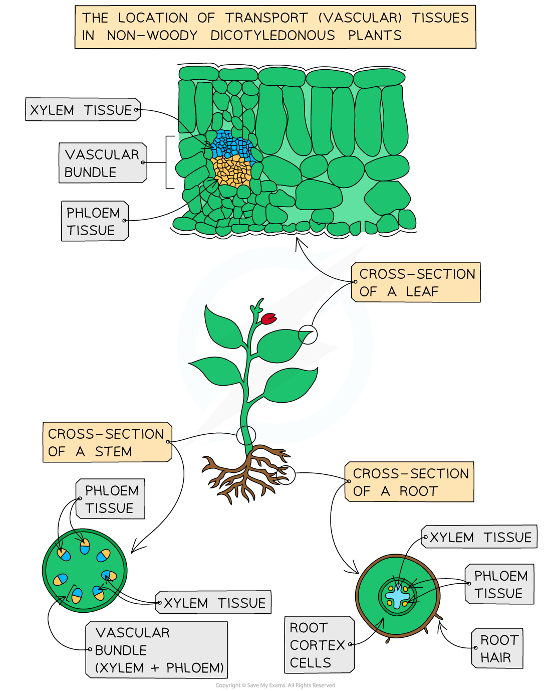Plant Organ System CCS S7 1p1 Plant Organs Biology Eng To Chinese