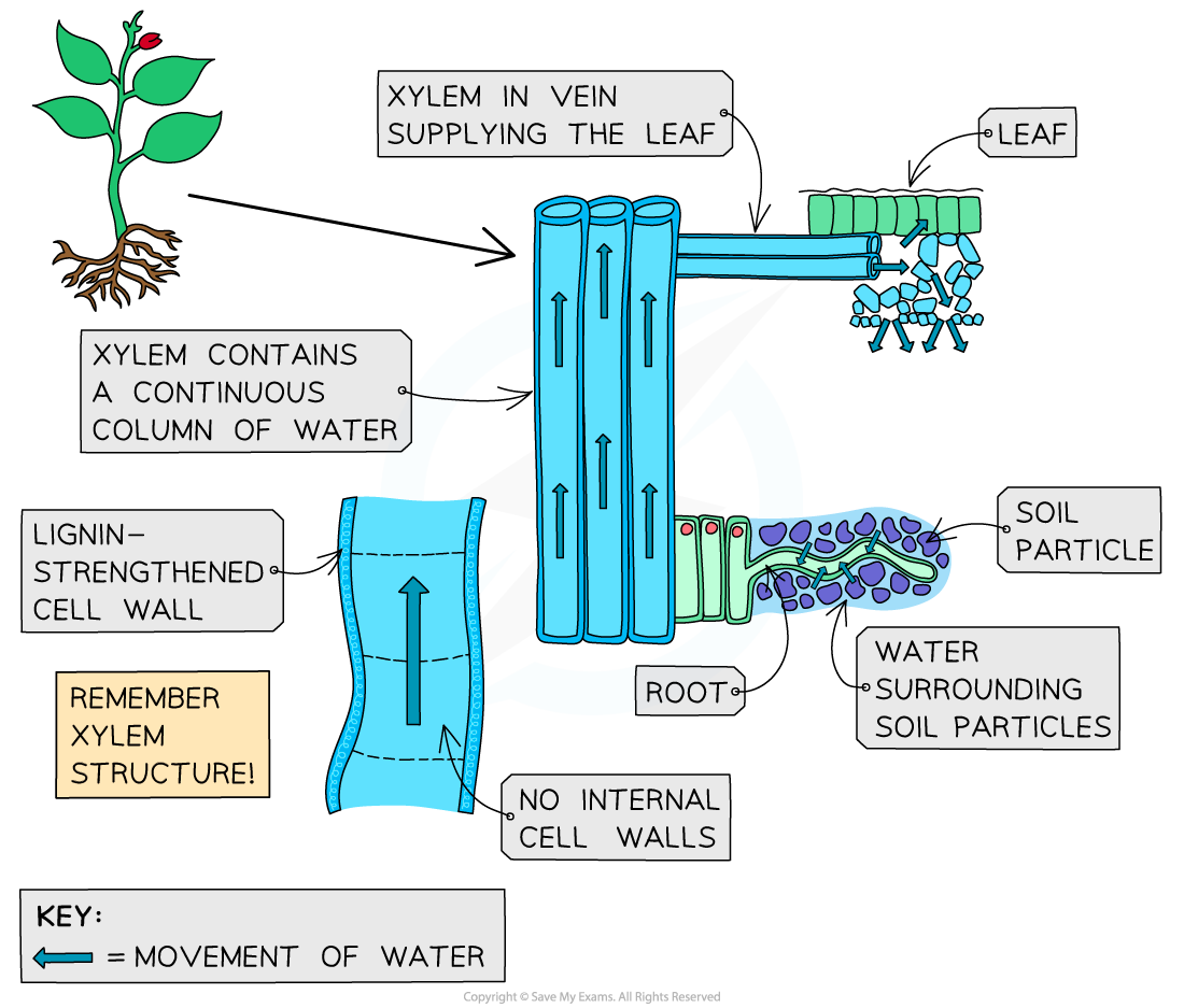 Transpiration Stream Diagram Water & The Transpiration Pull