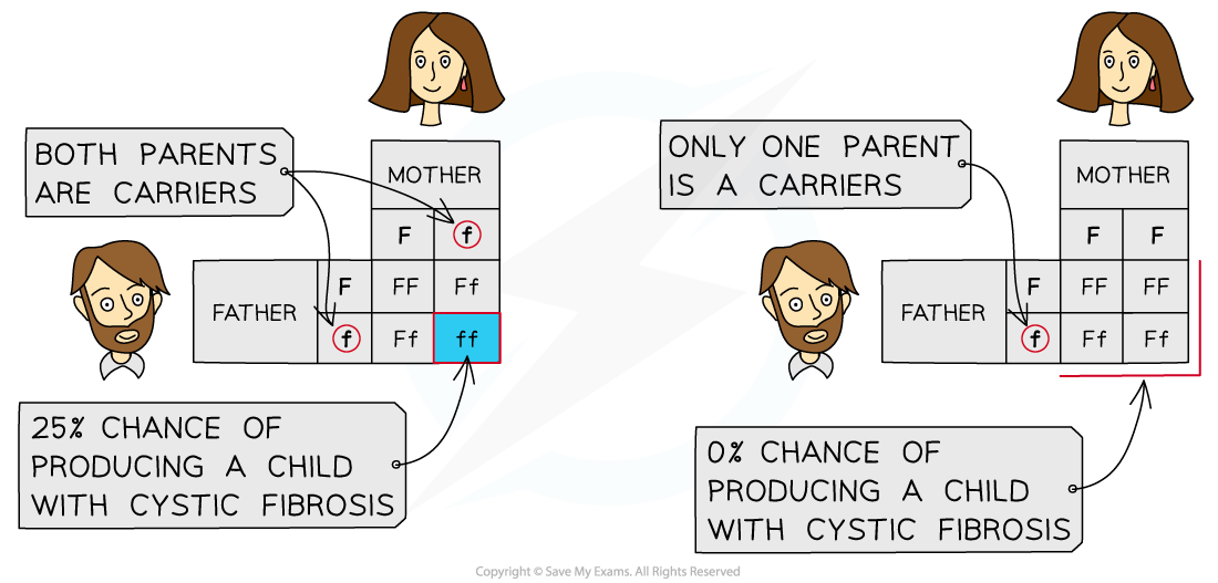 Gcse Biology Inheritance Genetic Inheritance Questions And Revision