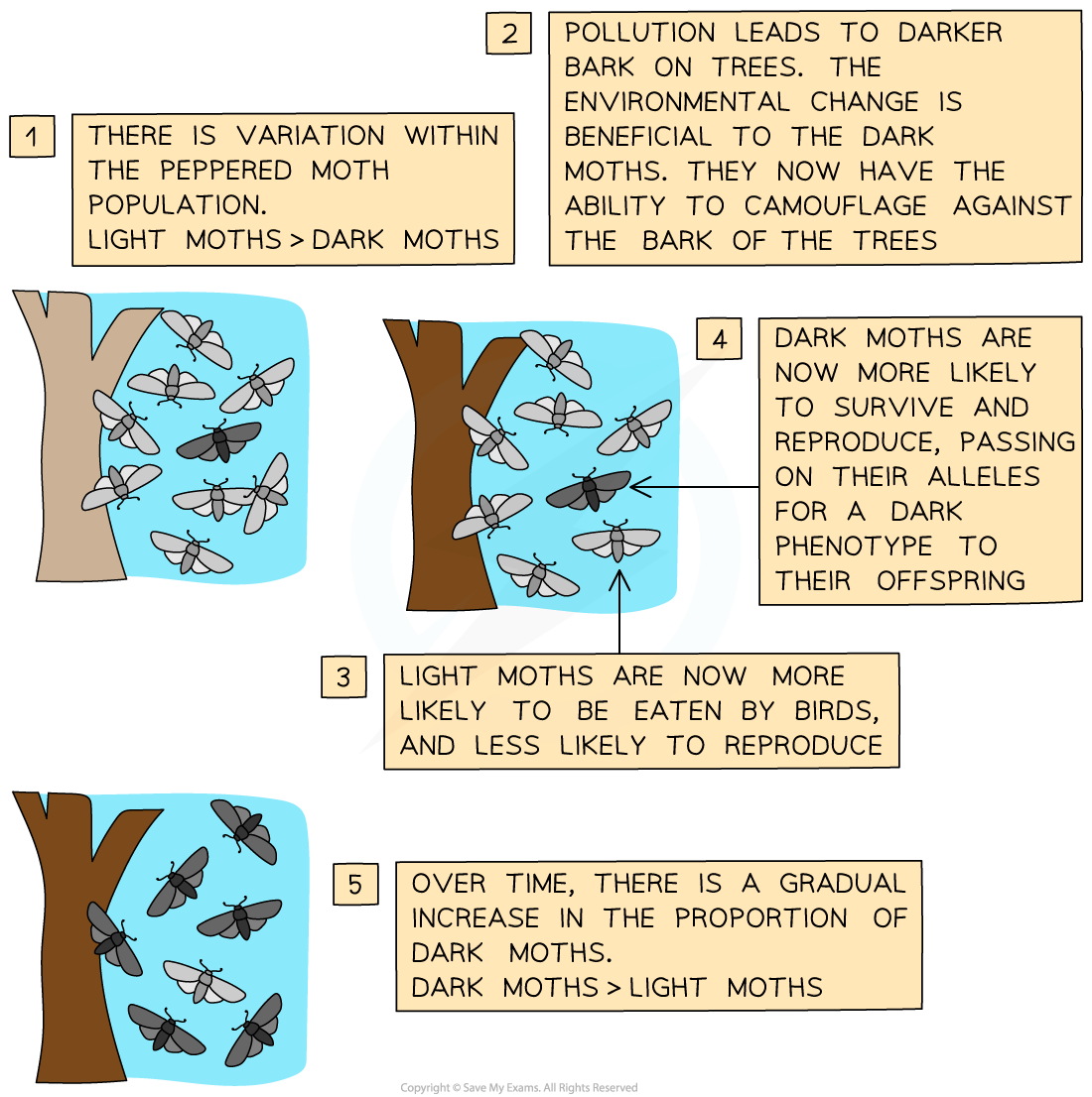 Natural Selection Environmental Change