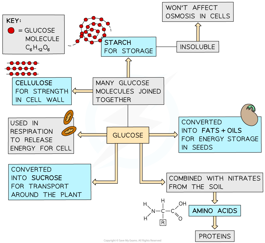 Glucose In Plants New Insights Into The Latest Advancement In