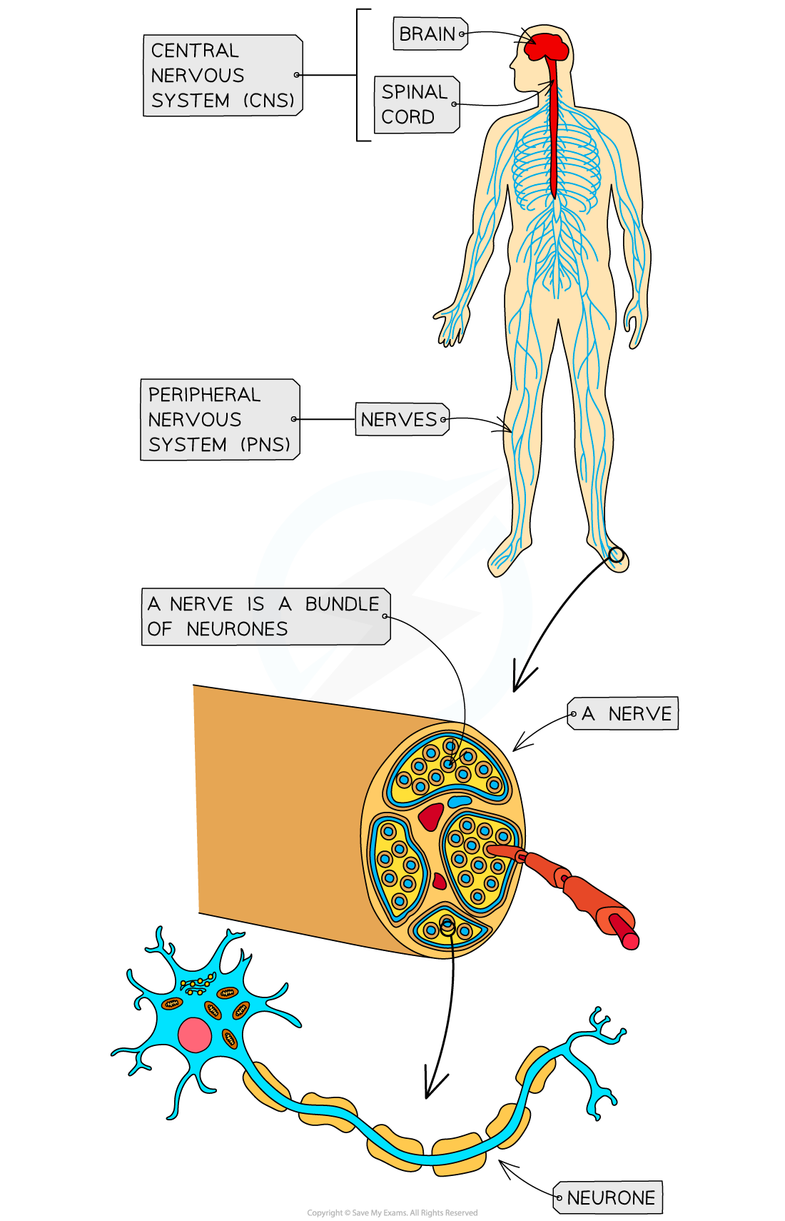 Human Nervous System Function Human Nervous System Anatomy And