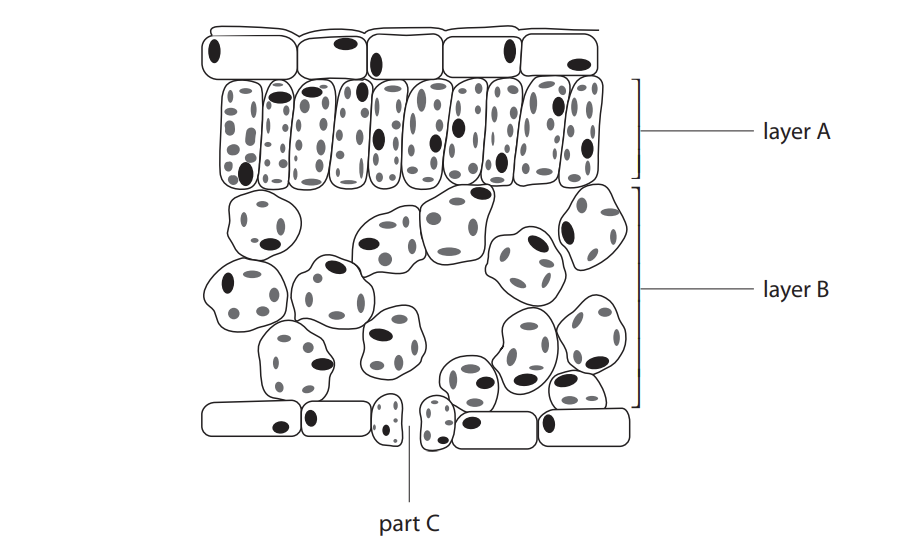 Structure Of A Leaf A Level Biology Past Papers - Infoupdate.org