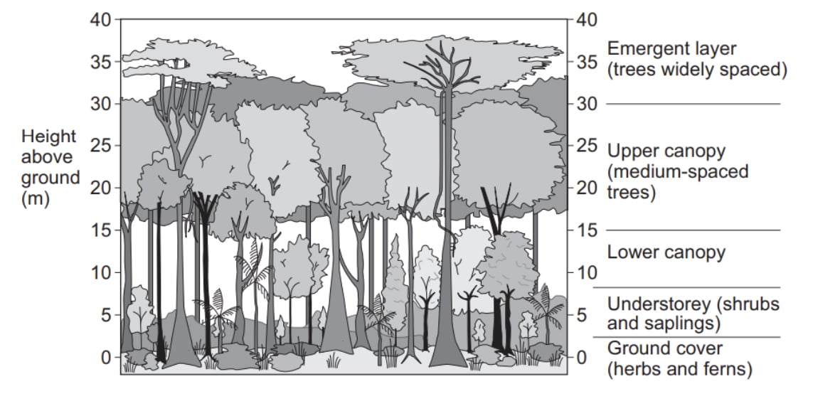 Map Tropical Rainforest Ecosystem Rainforest DAFF