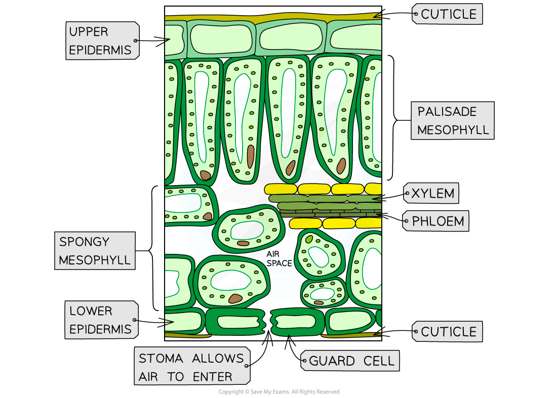 Structure Of A Leaf A Level Biology Past Papers