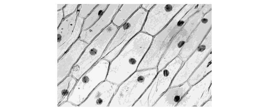 Onion Cells Stained With Iodine 400x Assume The Length Introduction To