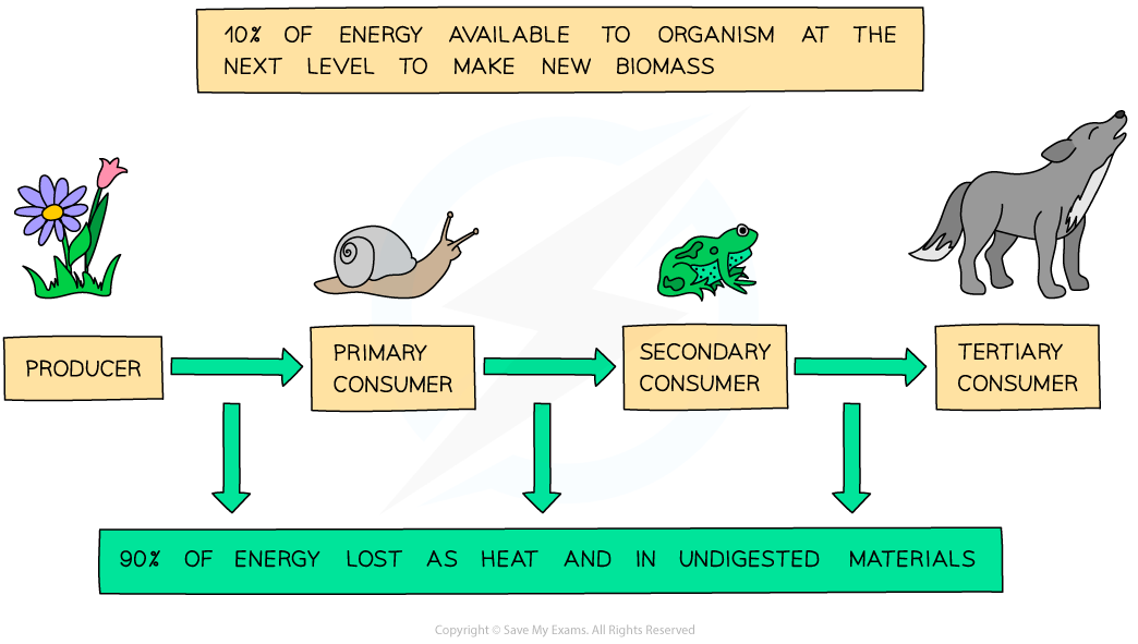 Biological Energy
