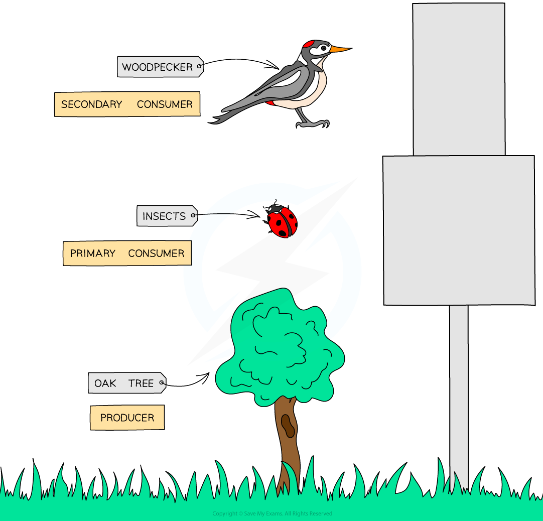 Freshwater Lake Ecosystem Pyramid