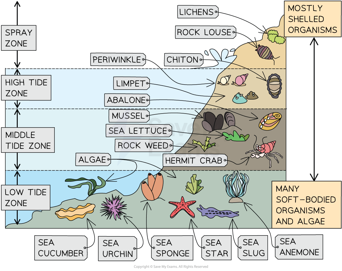 Intertidal Zone Diagram
