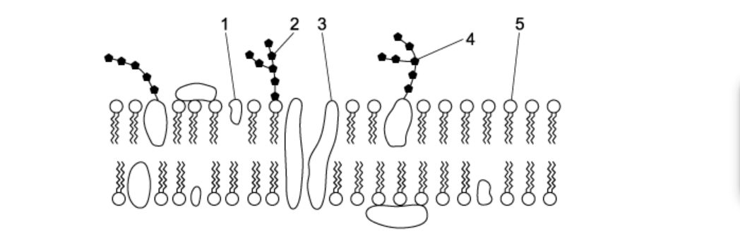 Fluid Mosaic Model Unlabeled The Cell Membrane Doodle Notes