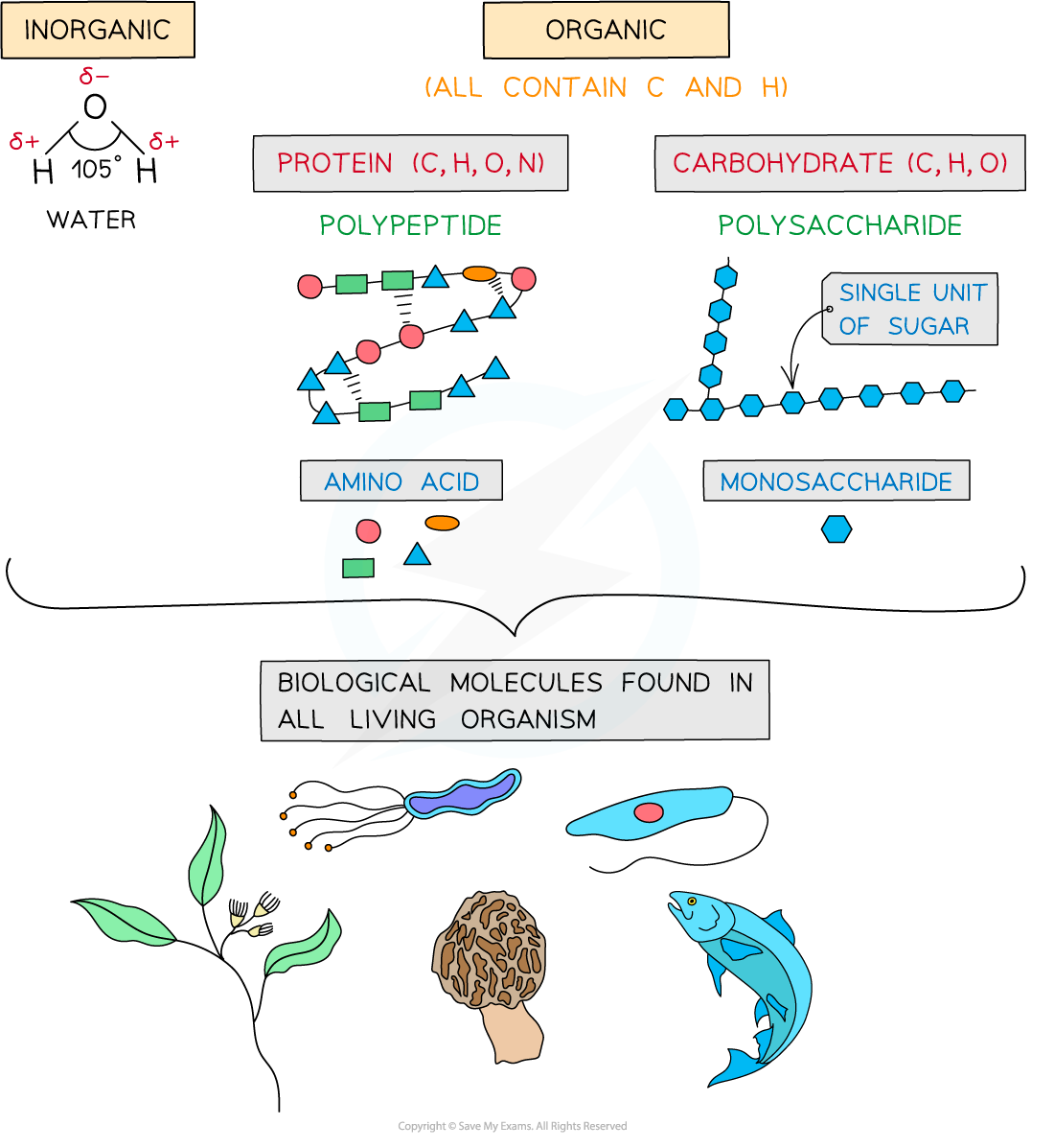 Identifying Biological Molecules Worksheet