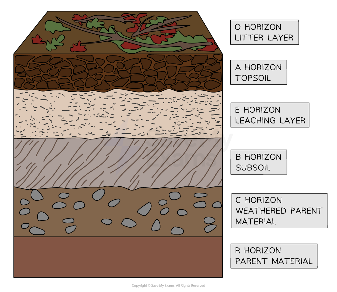 Tropical Forest Soil Tropical Forest Regrowth Won't Offset