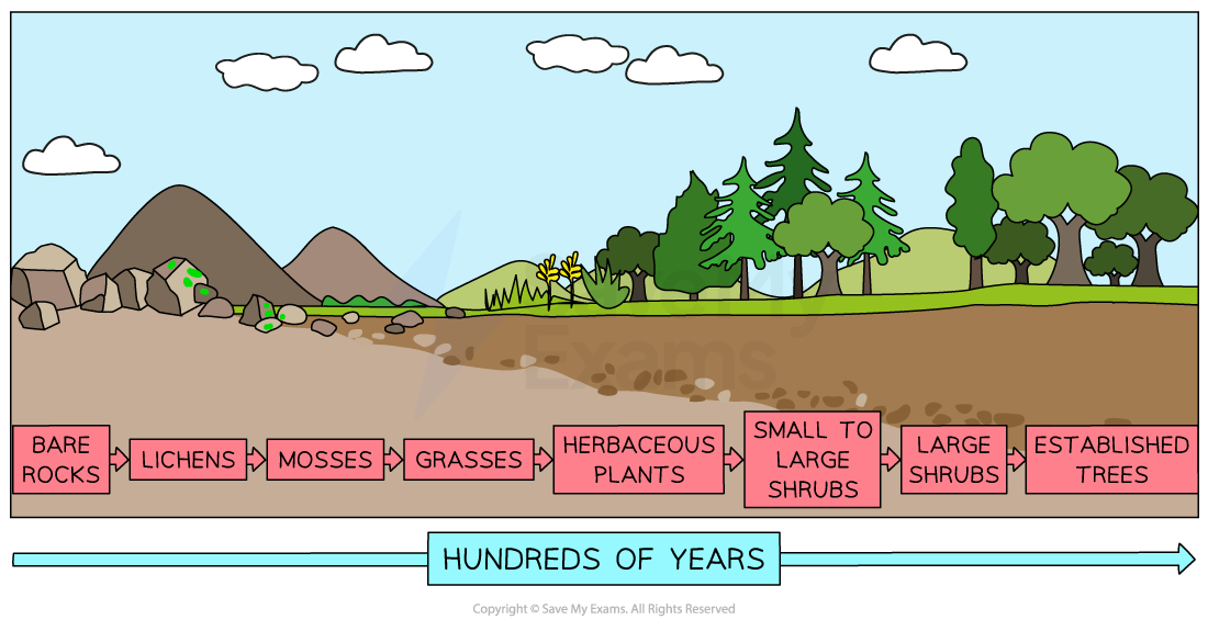Ecological Succession Cartoon CARTOONS IN PRESENTATIONS