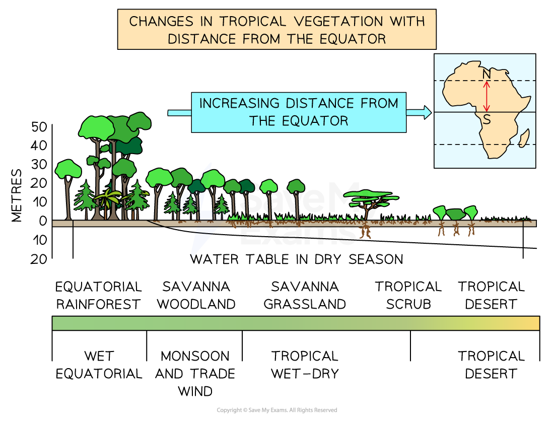 Savannah Geography Timelines