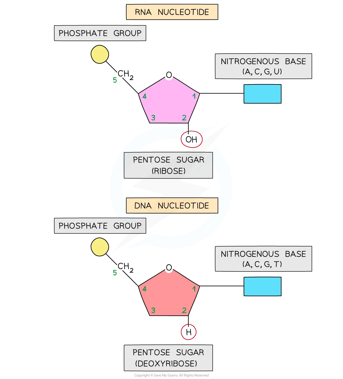 Nucleotide Diagram DNA & RNA Nucleotide Structure Flashcards | Quizlet