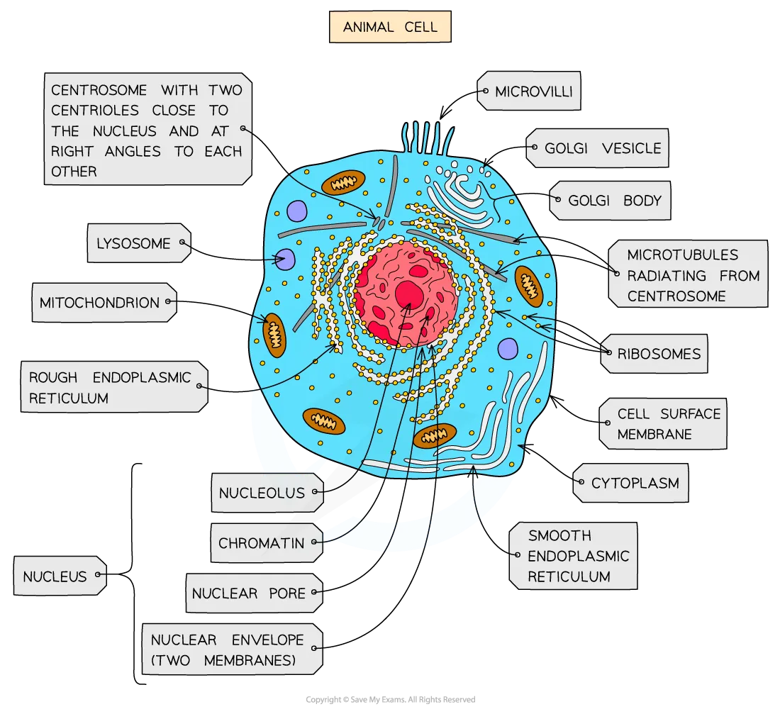 Eukaryotic Animal Cell