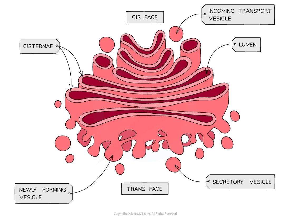 Cisternae Diagram Unit II