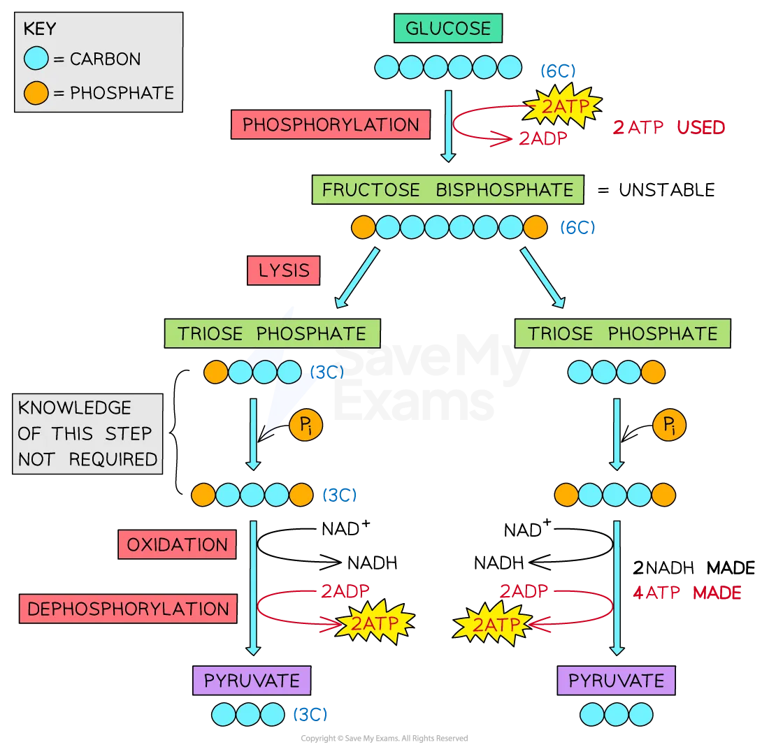 Glycolysis Biochemco Biochem Science Notes