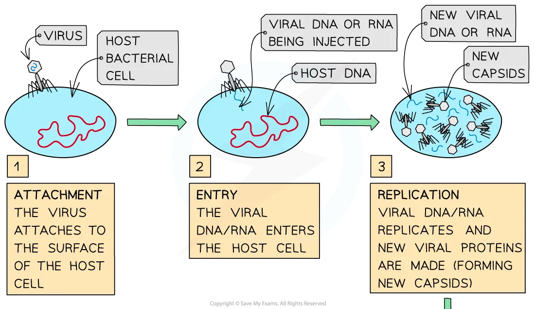 Virus Replication