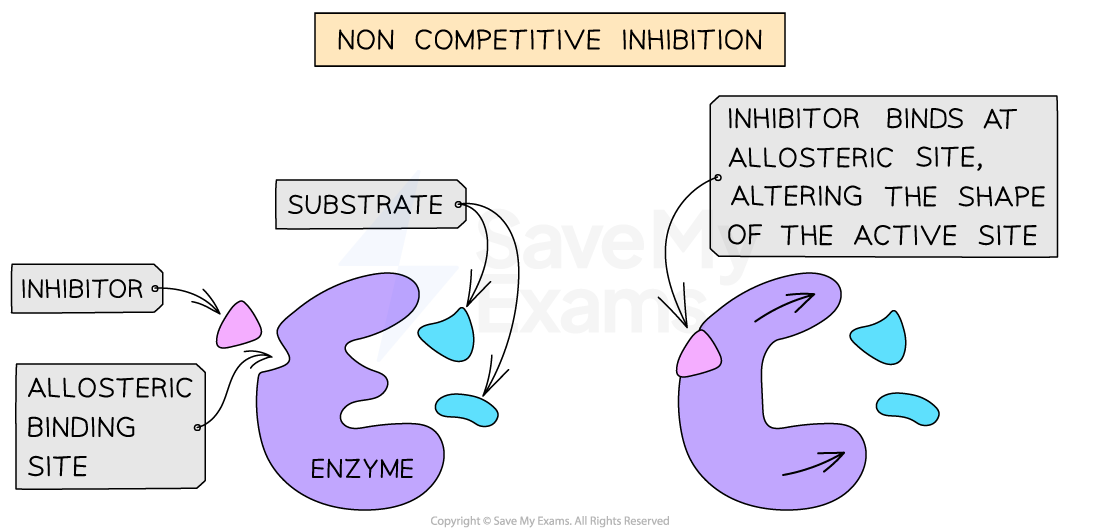 Noncompetitive Vs Uncompetitive Inhibition