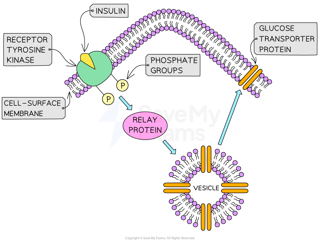 Receptor Tyrosine Kinase Insulin JCI Insulin Receptor Thr1160