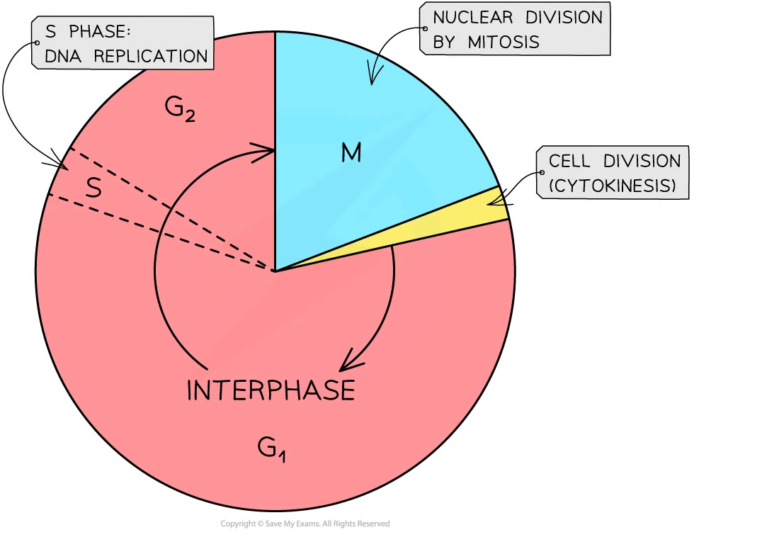 Interphase Mitosis Diagram