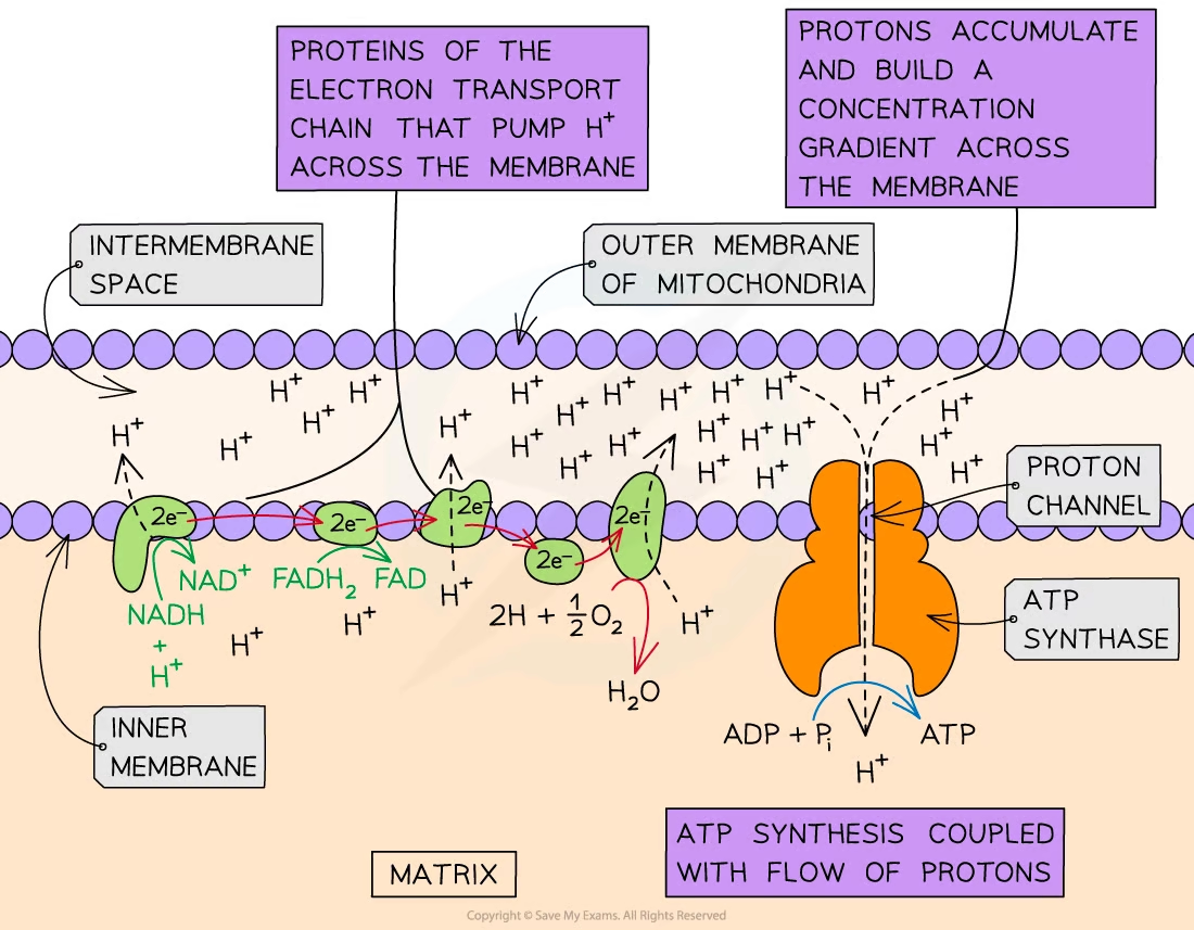 Oxidative Phosphorylation Map Construction Of An Oxidative