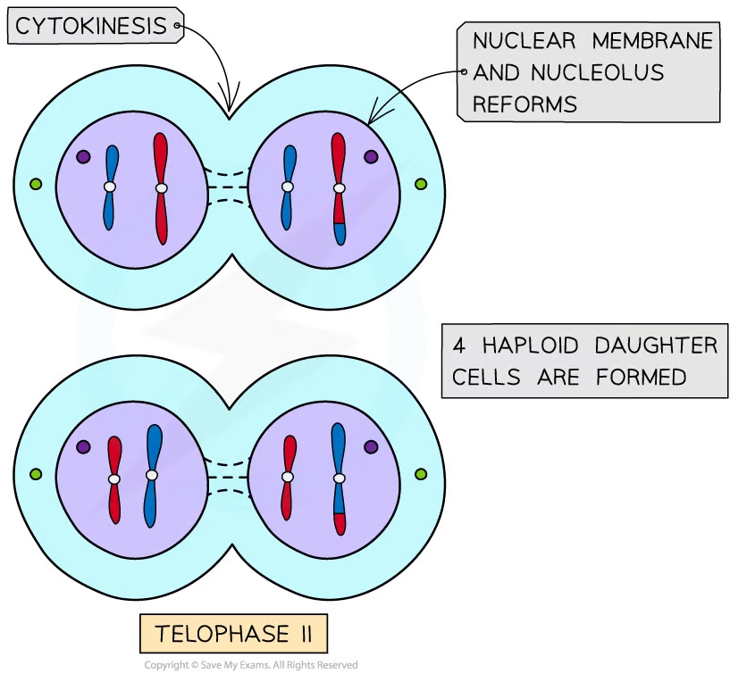 Telophase 2 Meiose Einfach Erklärt Simpleclub