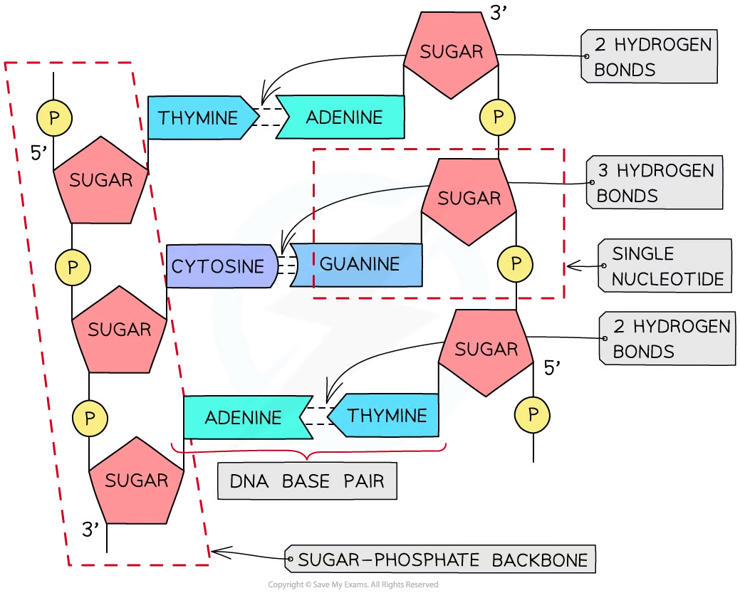 Hydrogen Bond In Dna DNA: Properties, Structure, Composition, Types,